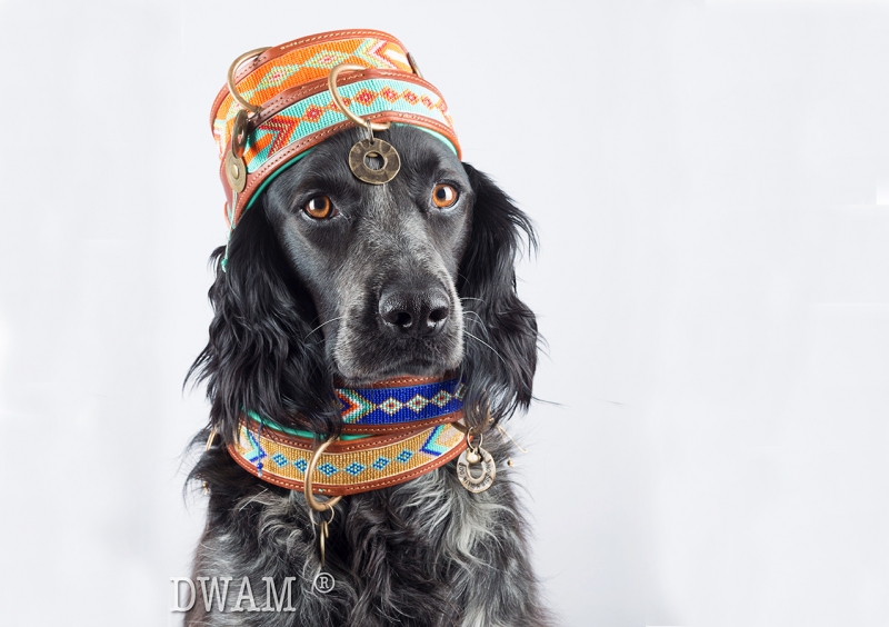 Dog with a mission - Dogahaves